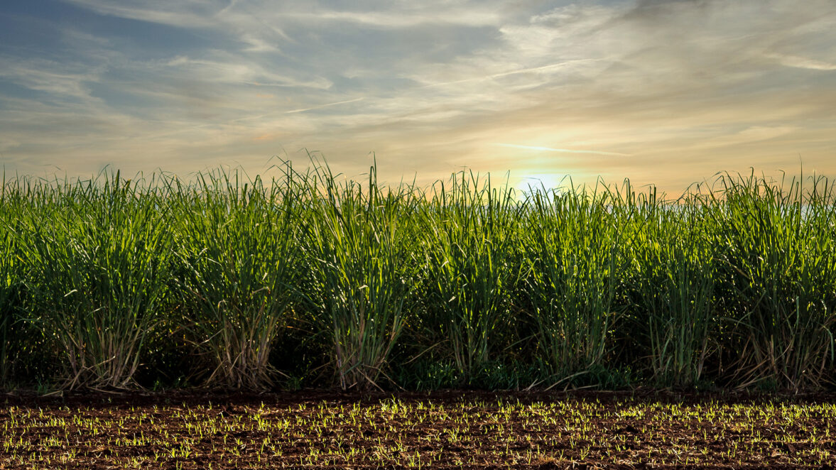 Bioenergy Focus: How Brazil’s Ethanol Industry Has Evolved | HFW